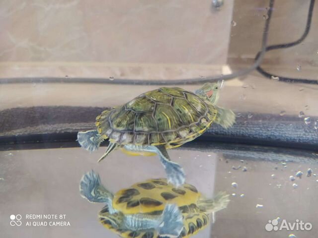 Красноухая черепаха