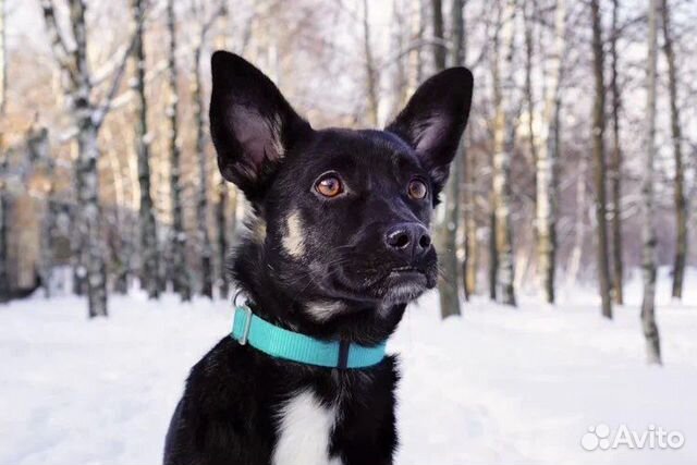 Миниатюрный мальчик в дар