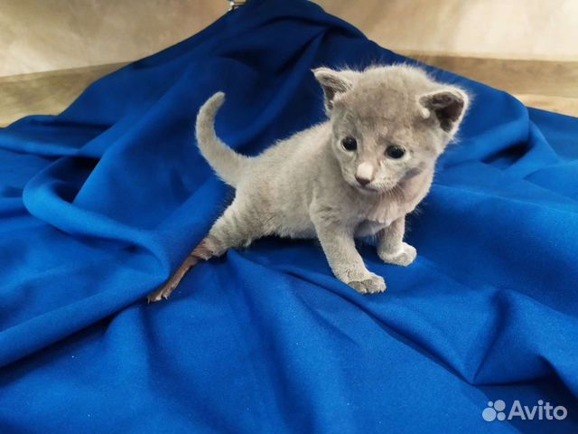 Котята русская голубая