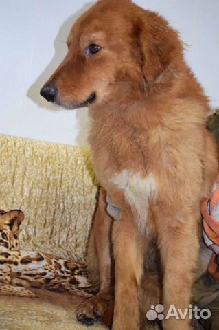 Пёс ищет дом, иначе улица