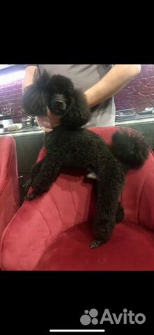 Мальчик-пудель ищет девочку для случки