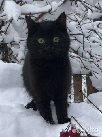 Котопес