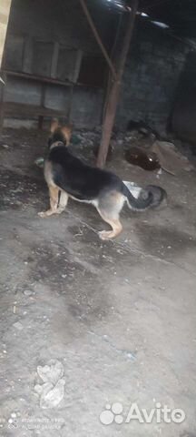 Восточноевропейская овчарка зонарного