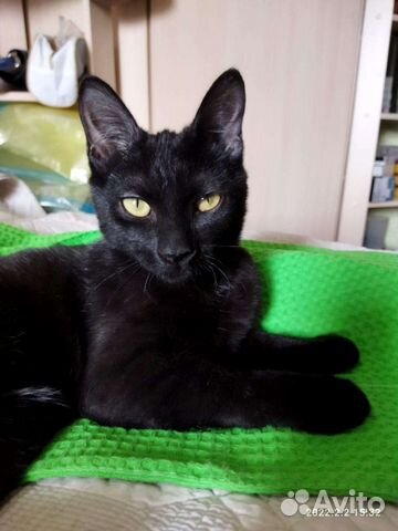 Котенок мальчик в добрые руки