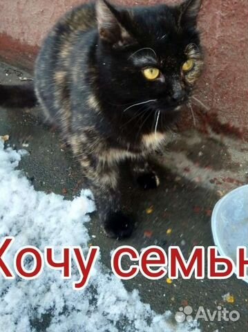 Котенок подросток на волоске от смерти