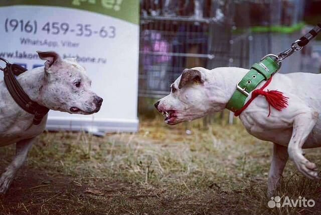 Кобель питбуля рр
