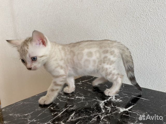 Бенгальские котята