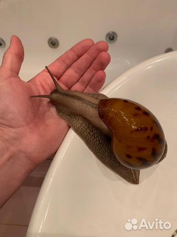 Улитка ахатин с террариумом