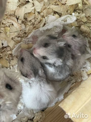 Сирийский хомяк