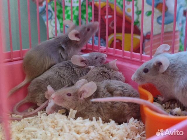 Сатиновые мышки
