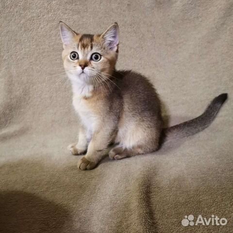 Котик - обормотик