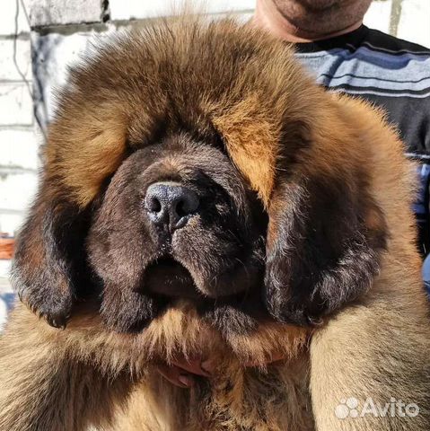 Тибетский мастиф щенки