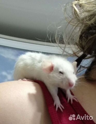 Крыса дамбо