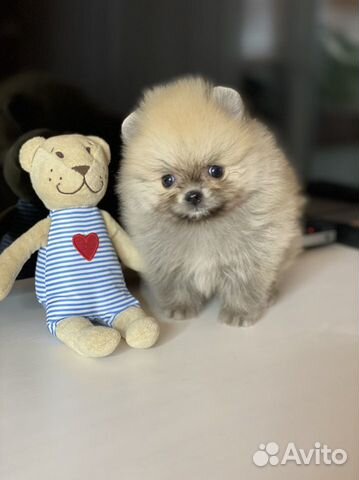 Шпиц померанский - девочки РКФ