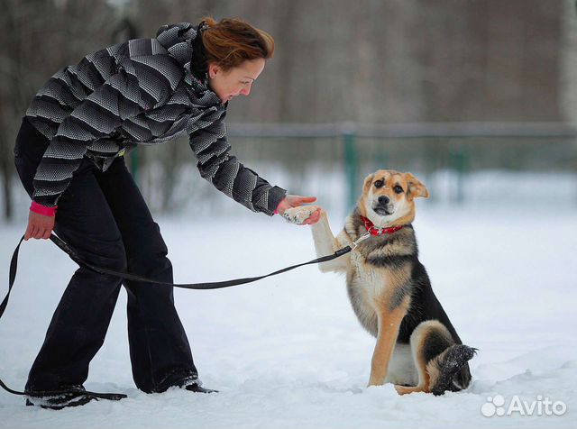 Марти очень ждет вас в приюте