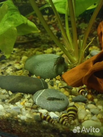 Мальки Анциструсов