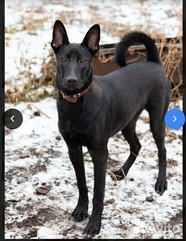 Умница Лорд ищет дом