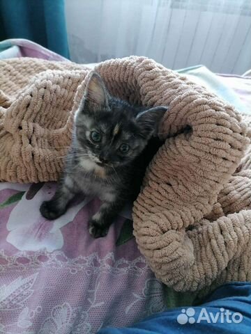 Котенок