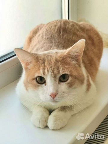 Кошка и котята в дар