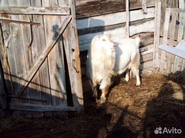 Козёл племенной (3года)