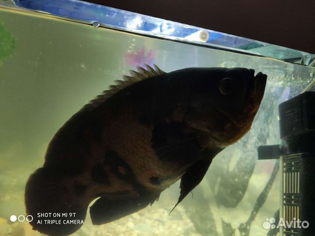 Астронотус