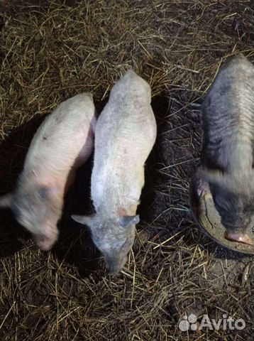 Вьетнамские поросята