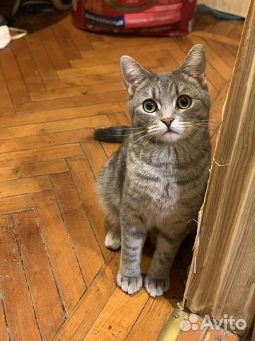 Британский фенотип молодой кот короткошёрстный