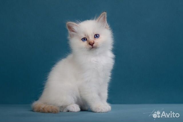 Котята Священная бирма