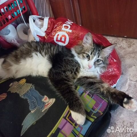 Найден котенок