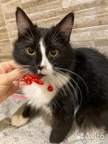 Котенок мальчик Марио 4 мес