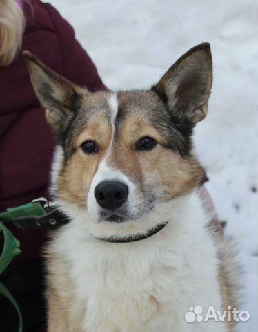 Ужасно тоскует в приюте Мики