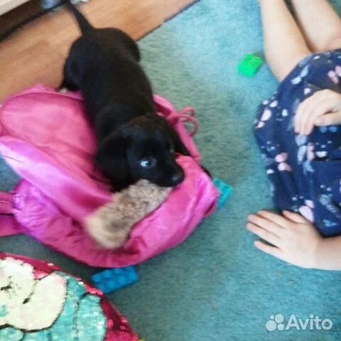 Собака в добрые руки такса