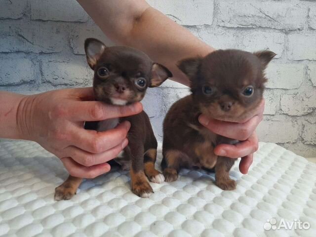 Чихуахуа мальчики