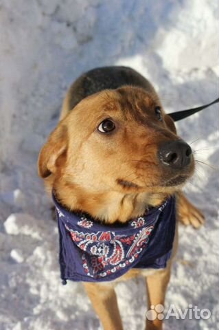 Спаси Баффи из приюта