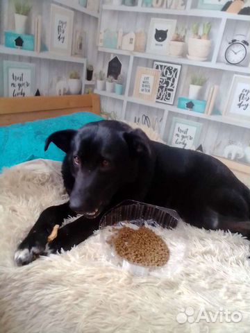 Собаки бесплатно в добрые руки с породой