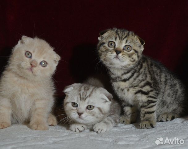 Вислоухие котята. Красивые