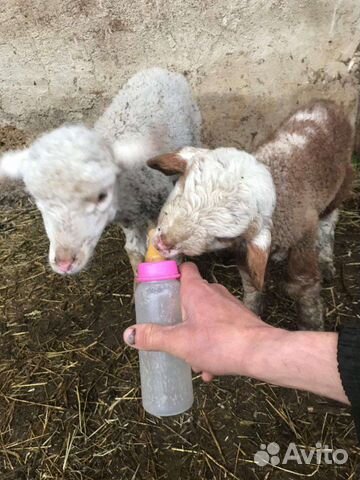 Бараны, маленькие баранчики