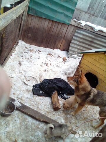 Продам щенков зс лайки 2 кабелька от рабочих собак