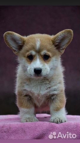 Вельш-корги пемброк