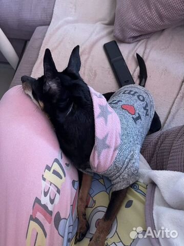 Вязка той-терьер девочка