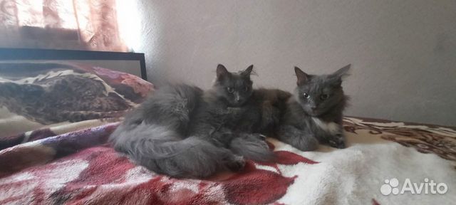 Сибирская кошка