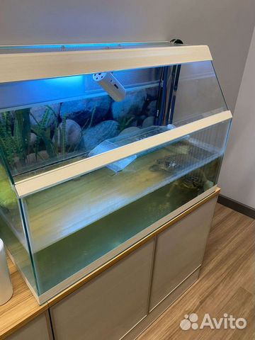 Краснаухая черепаха