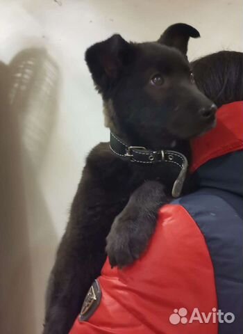 Фанни ищет дом