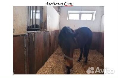 Лошади, 12 голов