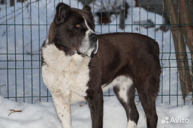 Среднеазиатская овчарка Алабай