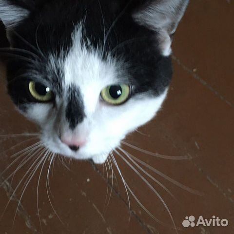 Кот бесплатно, крупный, к лотку приучен, остался б