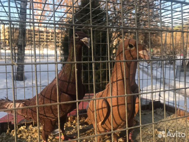 Русские голуби