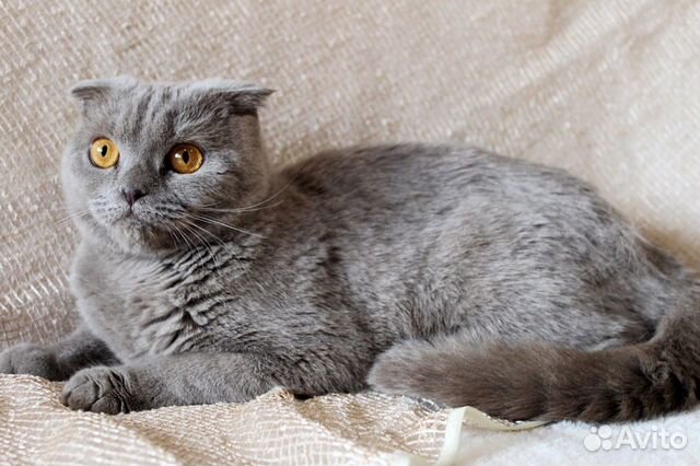 Кошка Тина ищет заботливую семью