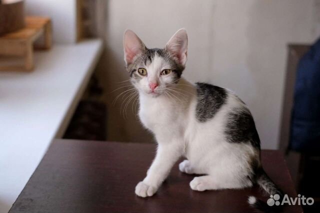 Маленькая шкода