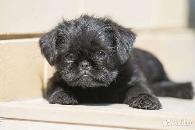 Бельгийский гриффон девочка